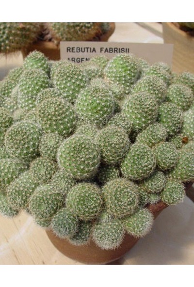 Saksılı Rebutia Fabrisii Kaktüs( 8.5 Luk Saksıda)