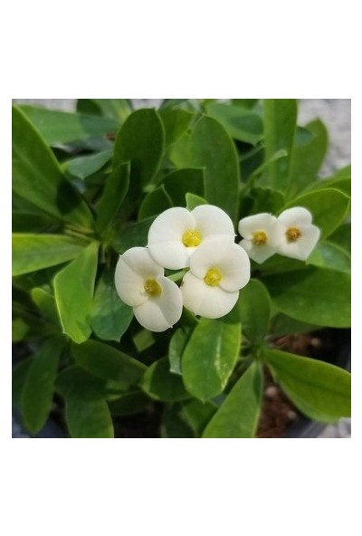 Saksılı Dikenler Tacı Çiçeği (Beyaz Renkli) (5.5 cm Lik Saksıda) Elmas Iğnesi Çiçeği Saksılı Dikenler Tacı Çiçeği (Beyaz Renkli) (5.5 cm Lik Saksıda) Elmas Iğnesi Çiçeği