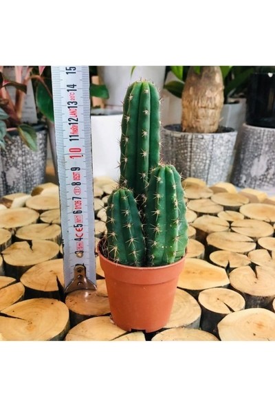 Saksılı Trichocereus Pachanoi Dilim Gövde San Pedro Kaktüs( 8.5 Luk Saksıda) Saksılı Trichocereus Pachanoi Dilim Gövde San Pedro Kaktüs( 8.5 Luk Saksıda)