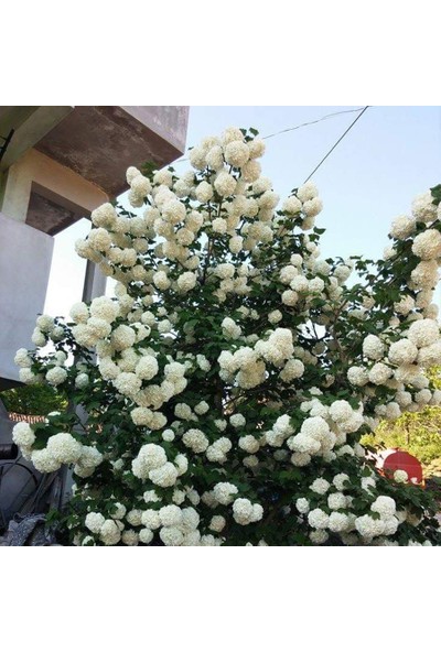Saksılı Yerli Kartopu Fidanı (3 Yaşında Boyu 120 cm ) ( 22 Lik Saksıda) Viburnum Lucidum