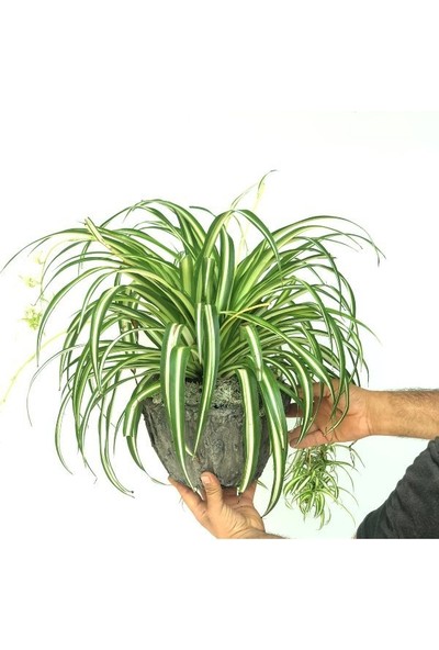 Saksılı Kurdele Çiçeği( 12 cm Lik Saksıda)