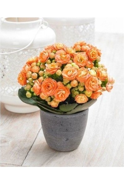 Saksılı Turuncu Kalanşo Çiçeği( 12 Lik Saksıda )