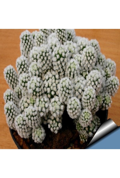 Saksılı Mammillaria Vetula Gracilis Kaktüs (5.5 Luk Saksıda)