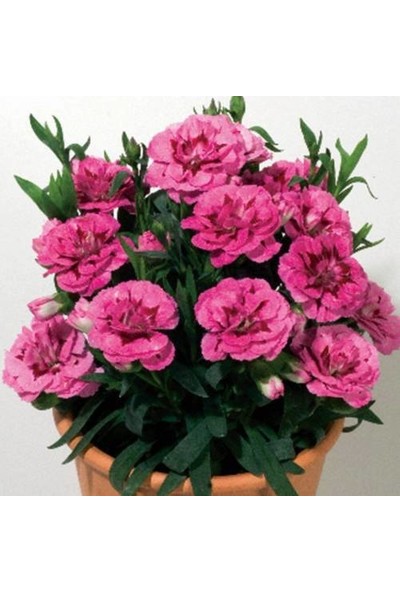 Saksılı Ithal Kokulu ( Katmerli Koyu Pembe Karanfil Çiçeği )( 12 Lik Saksıda)
