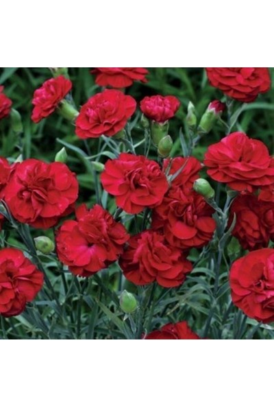 Saksılı Ithal Kokulu ( Katmerli Kırmızı Karanfil Çiçeği )( 12 Lik Saksıda)