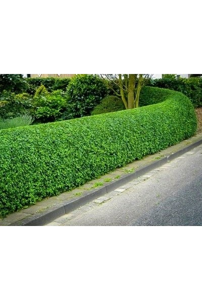 Tüplü Liküstürüm (Ligustrum) Fidanı