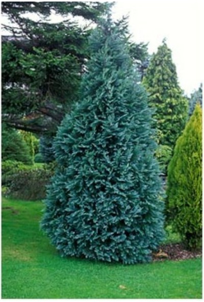 Saksılı Mavi Elvudi Çam Fidanı ( Boy 90-120CM ) 30 Luk Saksıda