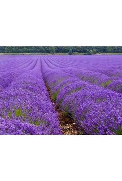 Tüplü Yoğun Kokulu Lavanta Fidanı ( 14 Lük Saksıda)
