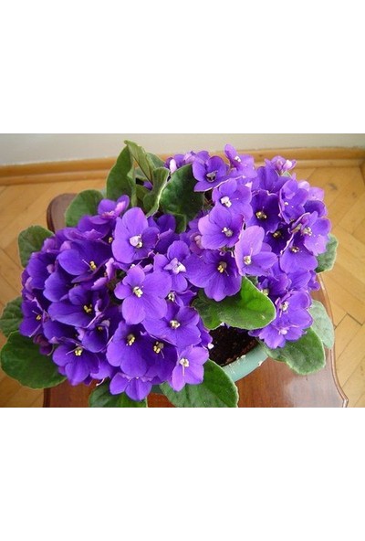 Saksılı Mor Afrika Menekşe Çiçeği