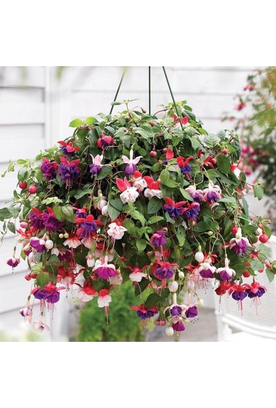 Saksılı Küpeli Çiçeği( Herhangi Bir Renkten 1 Adet ) )( Ağız Çapı 14 cm Lik Saksıda)