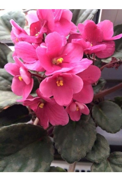 Saksılı ( Açık Pembe Afrika Menekşe Çiçeği )( Ağız Çağı 10 cm Lik Saksıda)