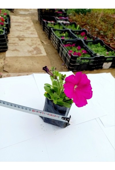 Tüplü Pembe Renkli Düz Petunya Çiçeği ( 4 Adet Paket ) ( 7 Lik Poşette) Tüplü Pembe Renkli Düz Petunya Çiçeği ( 4 Adet Paket ) ( 7 Lik Poşette)