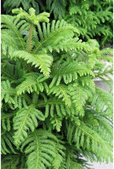 Saklısı Arakorya Salon Çamı( Boyu 45-70 Cm) ( 21 cm Lik Saksıda) Araucaria Heterophylla - Arokarya Salon Çamı Saklısı Arakorya Salon Çamı( Boyu 45-70 Cm) ( 21 cm Lik Saksıda) Araucaria Heterophylla - Arokarya Salon Çamı