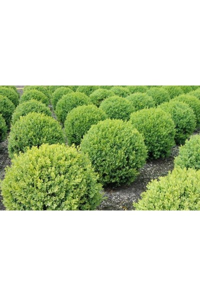 Tüplü Iri Yapraklı Ithal Şimşir Fidanı ( 13 Yaşında)