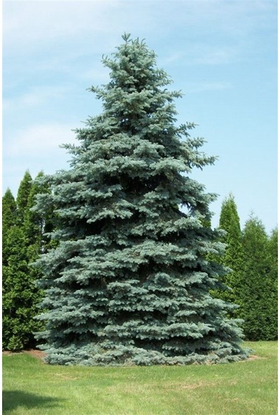 Tüplü Mavi Ladin Çam Fidanı( 20 Lik Tüplerde - 100- 120 Cm) cm )