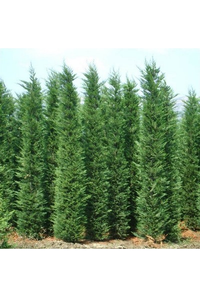 Tüplü Leylandi Fidanı ( 2 Yaşında Boy 60-80 Cm)