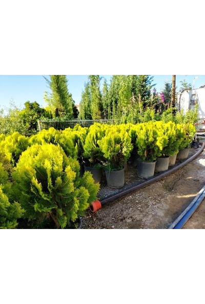 Saksılı Altuni Top Mazı Fidanı( 5 Yaşında Boy 75-90 cm )( 30 Luk Saksıda)