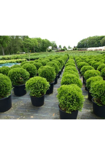 Tüplü Tam Yeşil Top Mazı Fidanı 60-80 cm