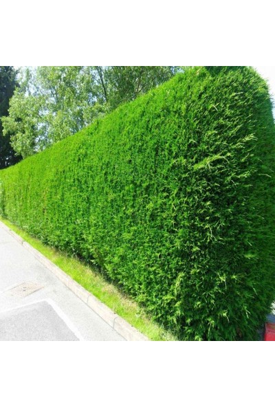 Tüplü Yeşil Çit Mazı Fidanı( 2 Yaşında Boy 50-80CM)( 10 Luk Tüplerde)