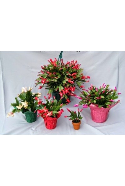 Saksılı Ithal Yılbaşı Çiçeği ( Karışık Renk )( Schlumbergera) (Eni 5.5 Cm'lik Saksıda) Saksılı Ithal Yılbaşı Çiçeği ( Karışık Renk )( Schlumbergera) (Eni 5.5 Cm'lik Saksıda)