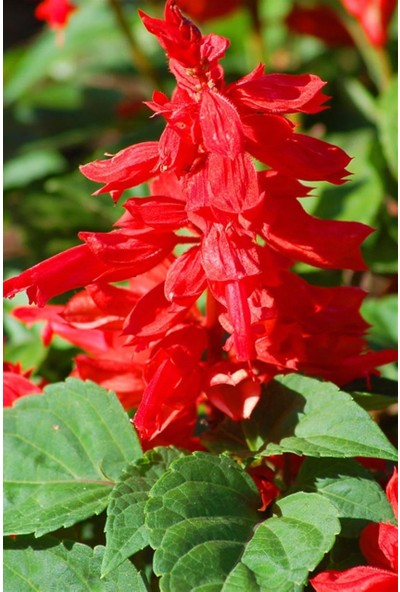 Tüplü Ateş Çiçeği Fidesi (Kırmızı Renkli) Tüplü Ateş Çiçeği Fidesi (Kırmızı Renkli)