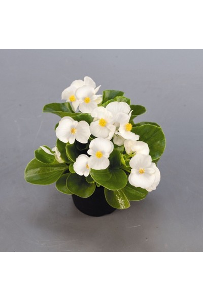 Tüplü Beyaz Renk Minyatür Begonya Çiçeği Fidesi Tüplü Beyaz Renk Minyatür Begonya Çiçeği Fidesi