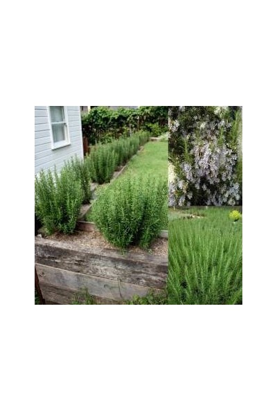 Tüplü Yoğun Kokulu Biberiye Fidanı( 7 Lik Tüplerde)