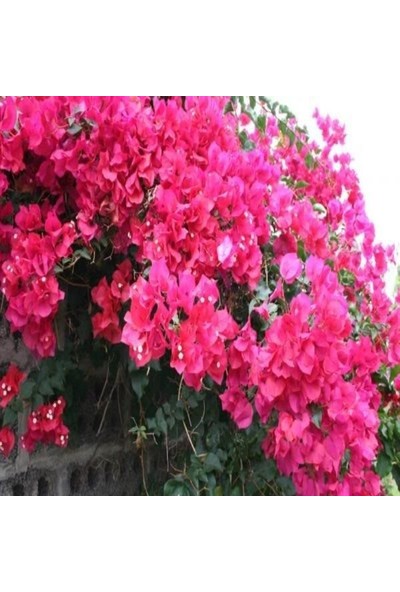 Tüplü Pembe Begonvil ( Gelin Duvağı - Rodos Sarmaşığı ) Fidanı