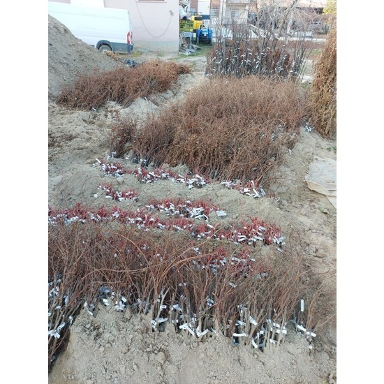 Mevsim Fidancılık Peyzaj Açık Kök Kecimen Üzüm ( 2 Yaşında Boy 50-70 cm ...