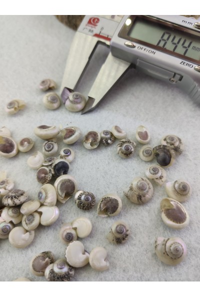 Hobizubi Salyangoz Kabuğu 8.4 mm ( 25 gr )