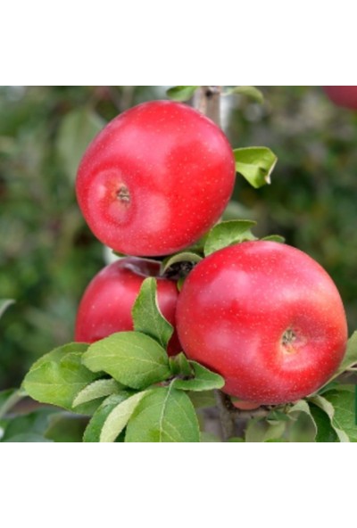 Anamur Naturel Tüplü Aşılı Tam Bodur Sulu Fuji Zhen Aztec (Aztek) Elma Fidanı Anamur Naturel Tüplü Aşılı Tam Bodur Sulu Fuji Zhen Aztec (Aztek) Elma Fidanı