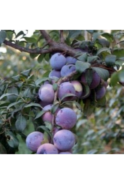 Anamur Naturel Tüplü Aşılı Tam Bodur Iri Meyveli Angeleno Erik Fidanı