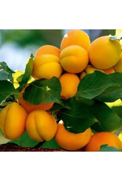 Anamur Naturel Tüplü Aşılı Yarıbodur Bol Verimli Erkenci Ninfa Kayısı Fidanı Anamur Naturel Tüplü Aşılı Yarıbodur Bol Verimli Erkenci Ninfa Kayısı Fidanı