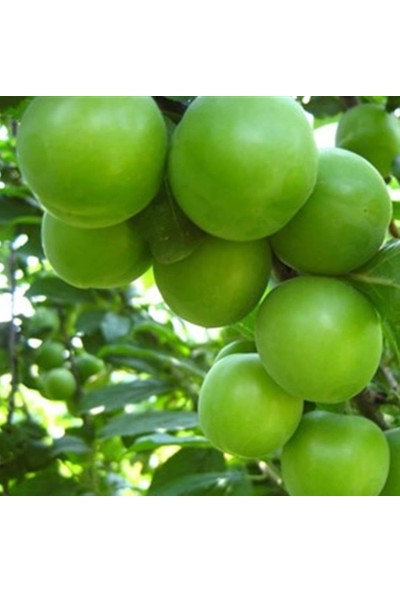 Anamur Naturel Tüplü Aşılı Yarıbodur Erkenci Verimli Yeşil Can Erik Fidanı Anamur Naturel Tüplü Aşılı Yarıbodur Erkenci Verimli Yeşil Can Erik Fidanı