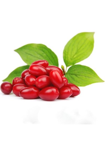 Anamur Naturel Tüplü Marmelatlık Anadolu Kızılcık Fidanı