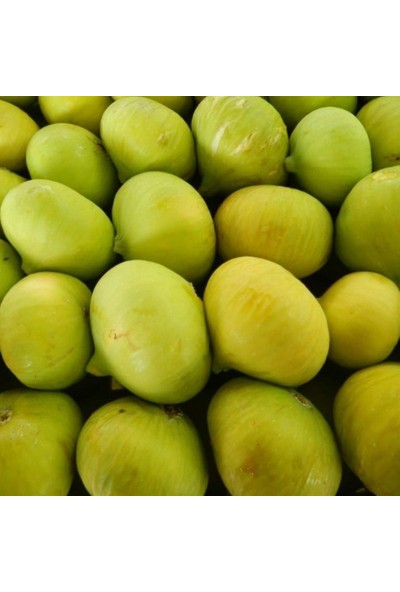 Anamur Naturel Tüplü Sofralık Bol Etli Iri Meyveli Sultan Selim Incir Fidanı Anamur Naturel Tüplü Sofralık Bol Etli Iri Meyveli Sultan Selim Incir Fidanı