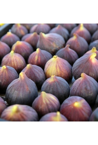 Anamur Naturel Tüplü Türk Lokumu Bursa Dürdane Siyah Inciri Fidanı