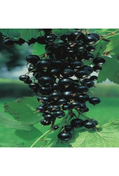 Anamur Naturel Tüplü Salkım Meyveli Rosenthal Ribes Nigrum Siyah Frenk Üzümü Fidanı Anamur Naturel Tüplü Salkım Meyveli Rosenthal Ribes Nigrum Siyah Frenk Üzümü Fidanı