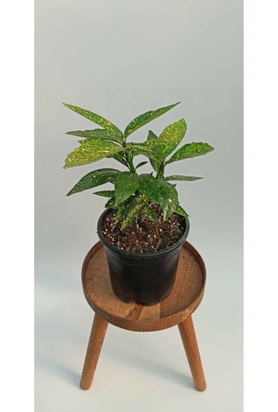 SERVET GARDEN Aucuba Japonica Akuba Bitkisi 15 - 30 cm