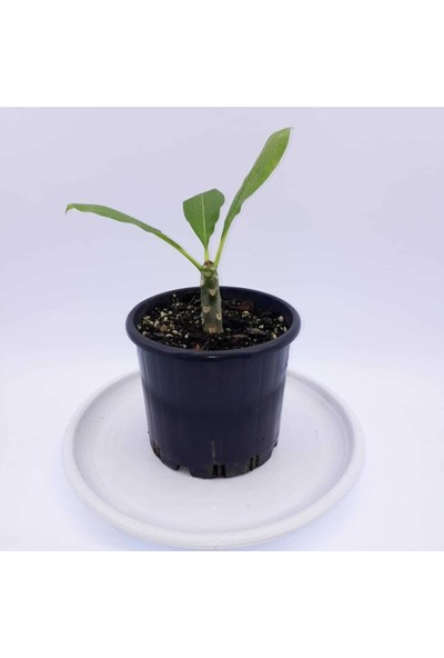 SERVET GARDEN Plumeria