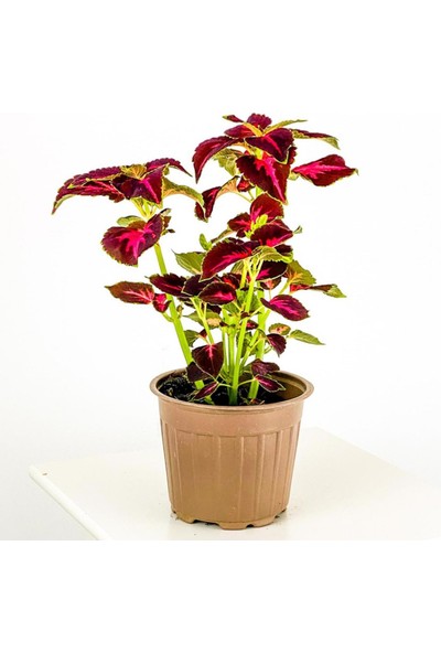 Karabağ Fidancılık - Yaprak Güzeli Kolyos Çiçeği