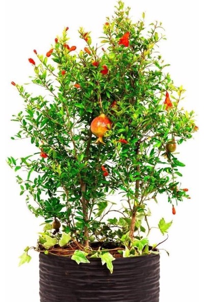 Karabağ Fidancılık Süs Narı Saksıda Çiçekli Karabağ Fidancılık Süs Narı Saksıda Çiçekli