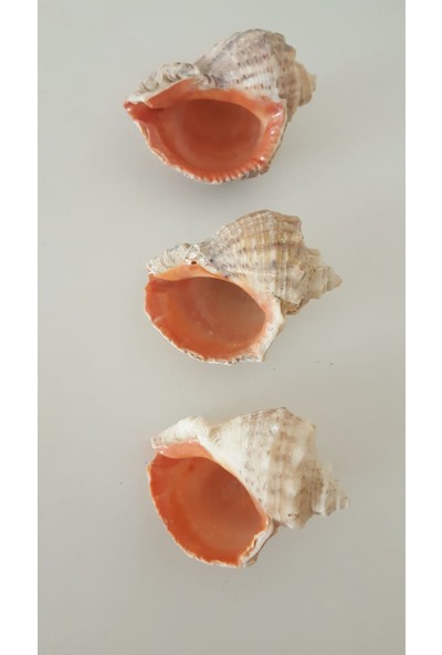 Emilysamy Deniz Kabuğu Gongaz Süs Dekoratif Akvaryum Süsleme 8 cm 5 Adet HM0009