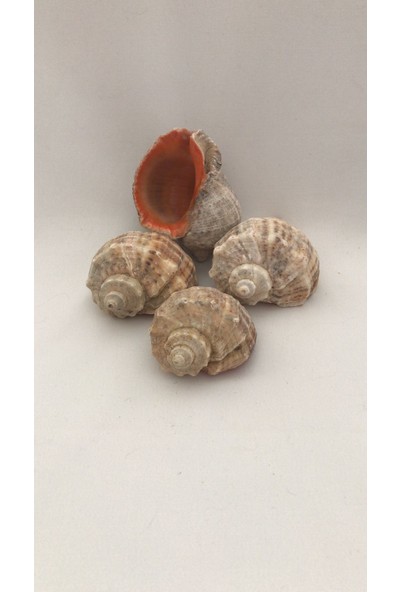 Emilysamy Deniz Kabuğu Gongaz Süs Dekoratif Akvaryum Süsleme 6 cm 5 Adet HMG0001