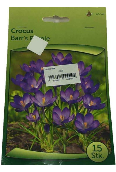 Palmiye Crocus- Çiğdem Soğanı