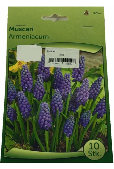 Palmiye Muscari - Arap Sümbülü Soğanı