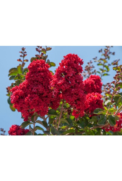 Rüzgar Botanik Kırmızı Koyu Katlı Oya Ağacı Fidanı Saksılı 150CM 200CM