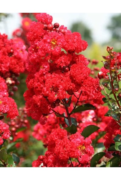 Rüzgar Botanik Kırmızı Koyu Katlı Oya Ağacı Fidanı Saksılı 80 cm 100CM