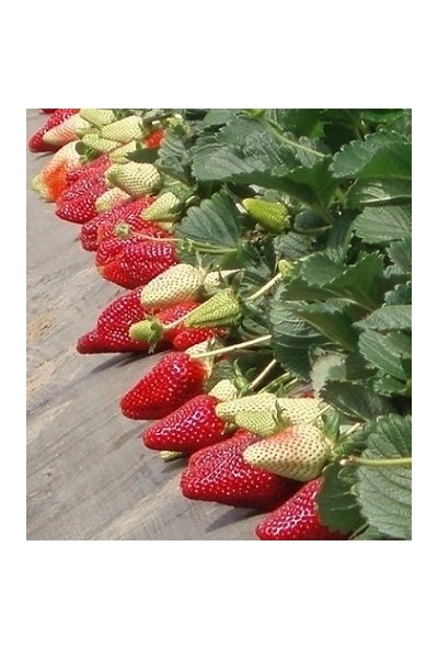 Mevsim Fidancılık Peyzaj Tüplü Rubygem Yediveren Çilek Fidesi (7 Lik Tüplerde) Rubigen Çilek Fidesi