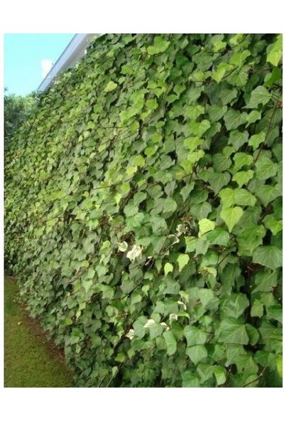 Mevsim Fidancılık Peyzaj Tüplü Yeşil Kaya Sarmaşık Fidanı (12 Ay Yeşil )( 2 Yaşında Boyu 120 Cm)